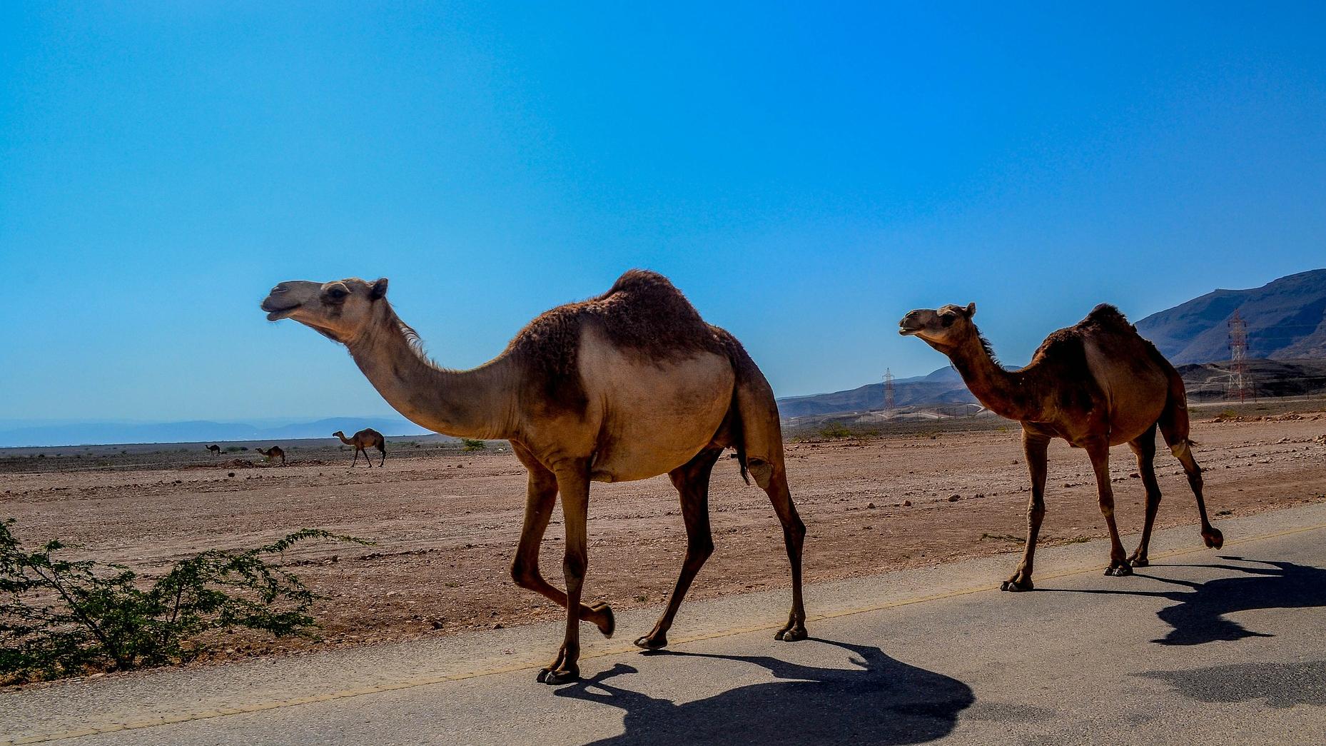 10,000 camels to be culled in drought-hit Australia | Editorji