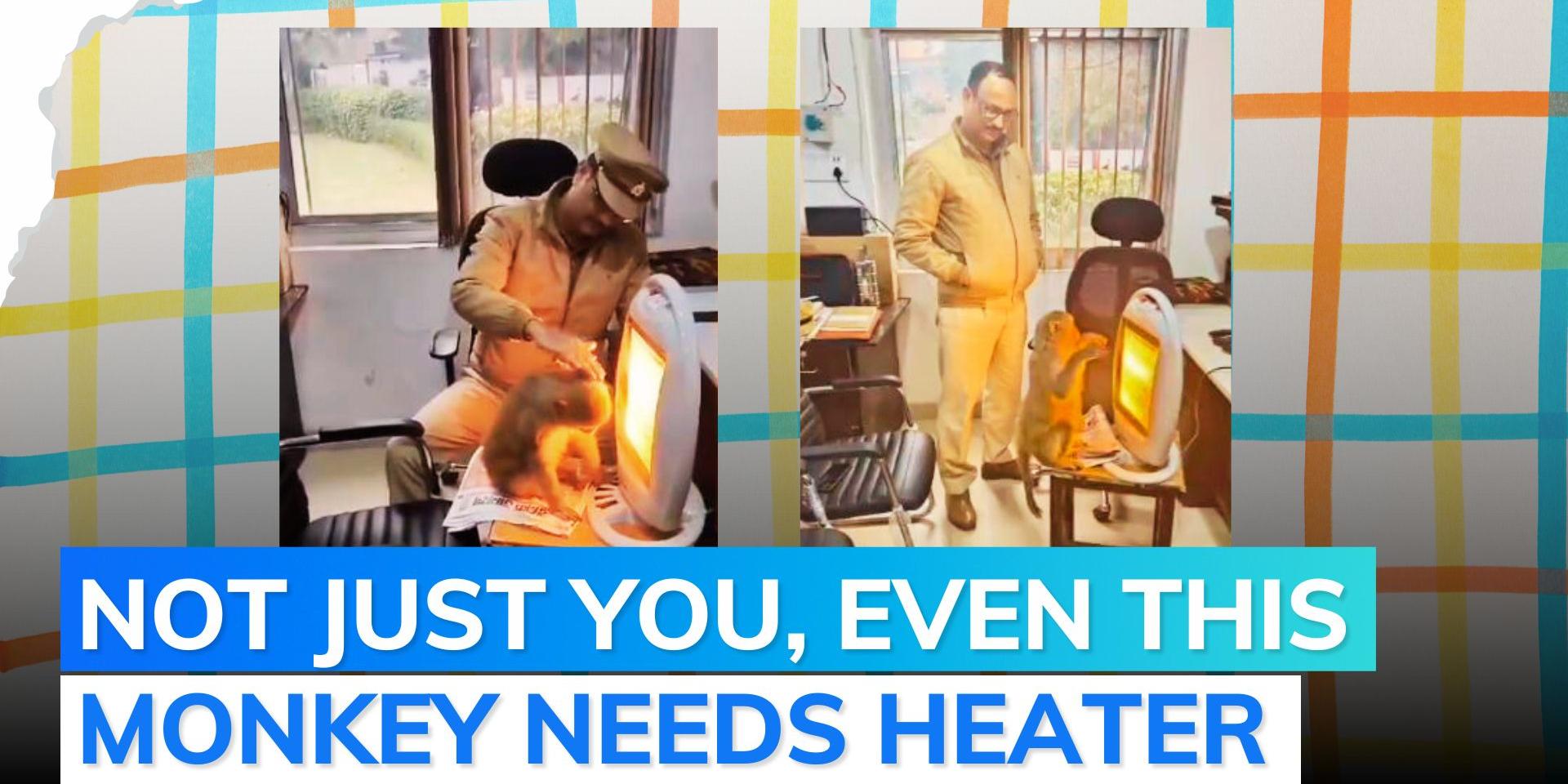 Video of monkey sitting in front of heater in police commissioner‘s ...