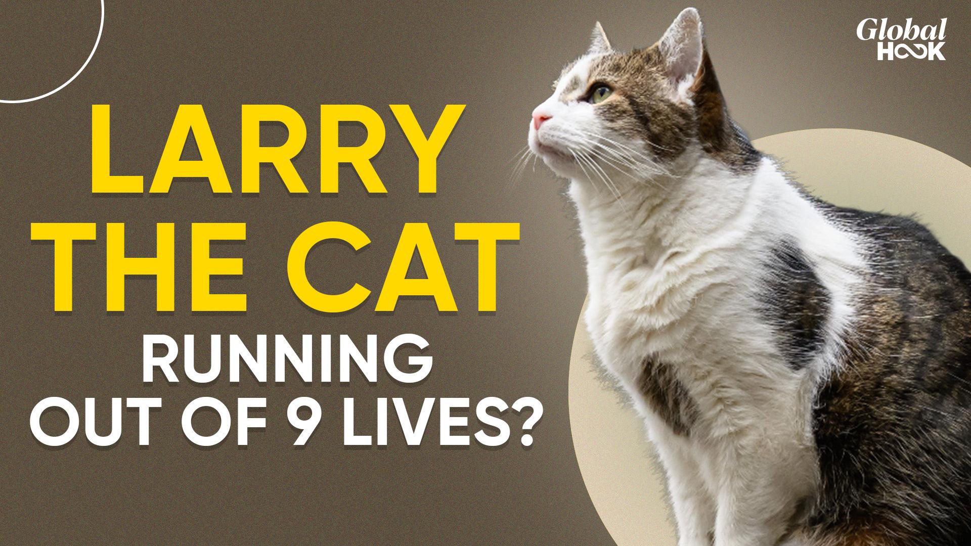 Is Larry The Cat Not OK? Downing Street Prepares Plan for Announcing ...