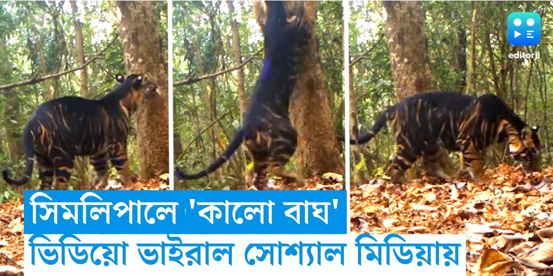 Black Tiger observed in Simlipal Tiger Reserve Forest - Royal Bengal ...