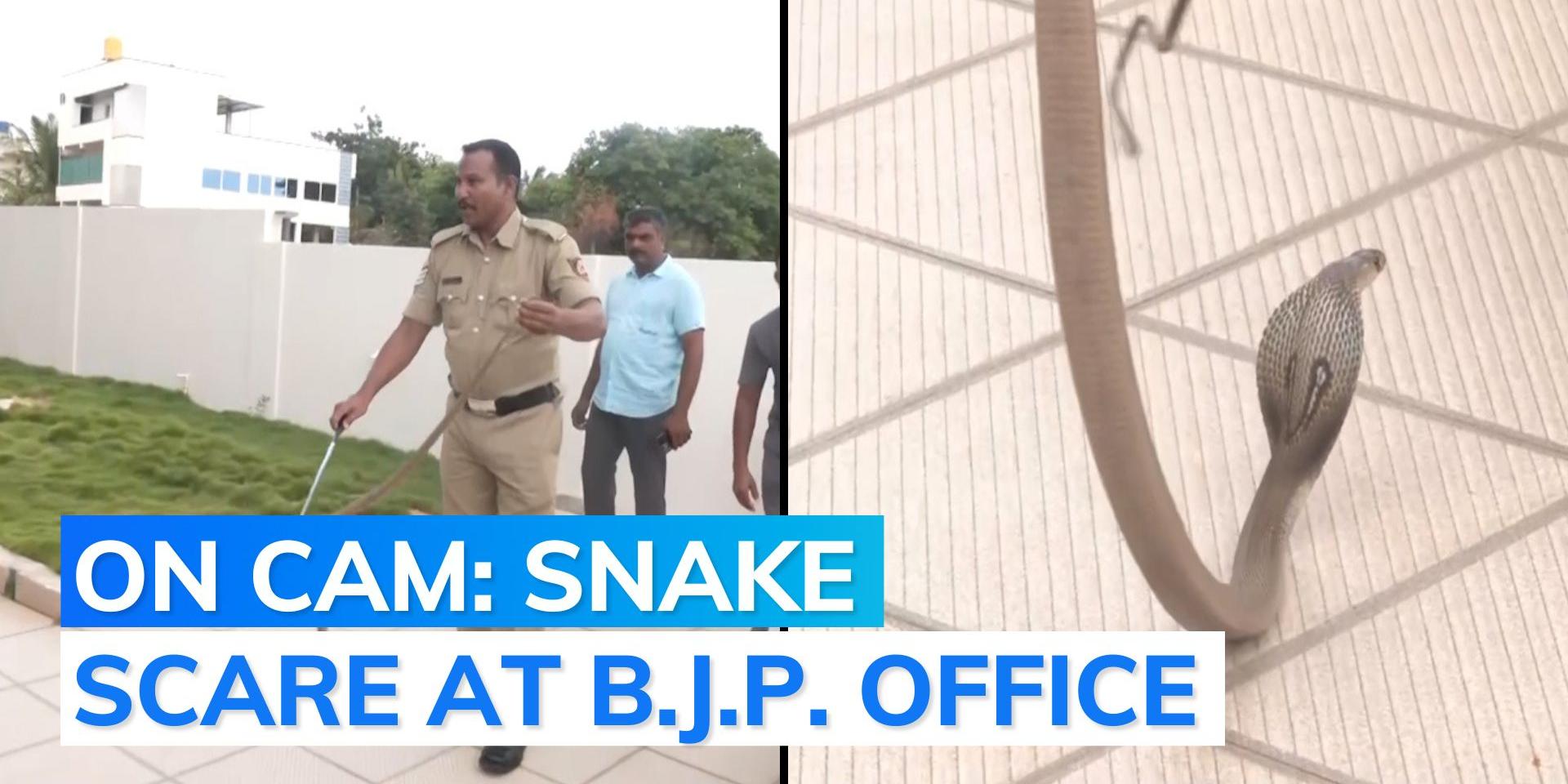 Karnataka Election result: snake spotted at BJP office as CM Bommai arrives | Editorji