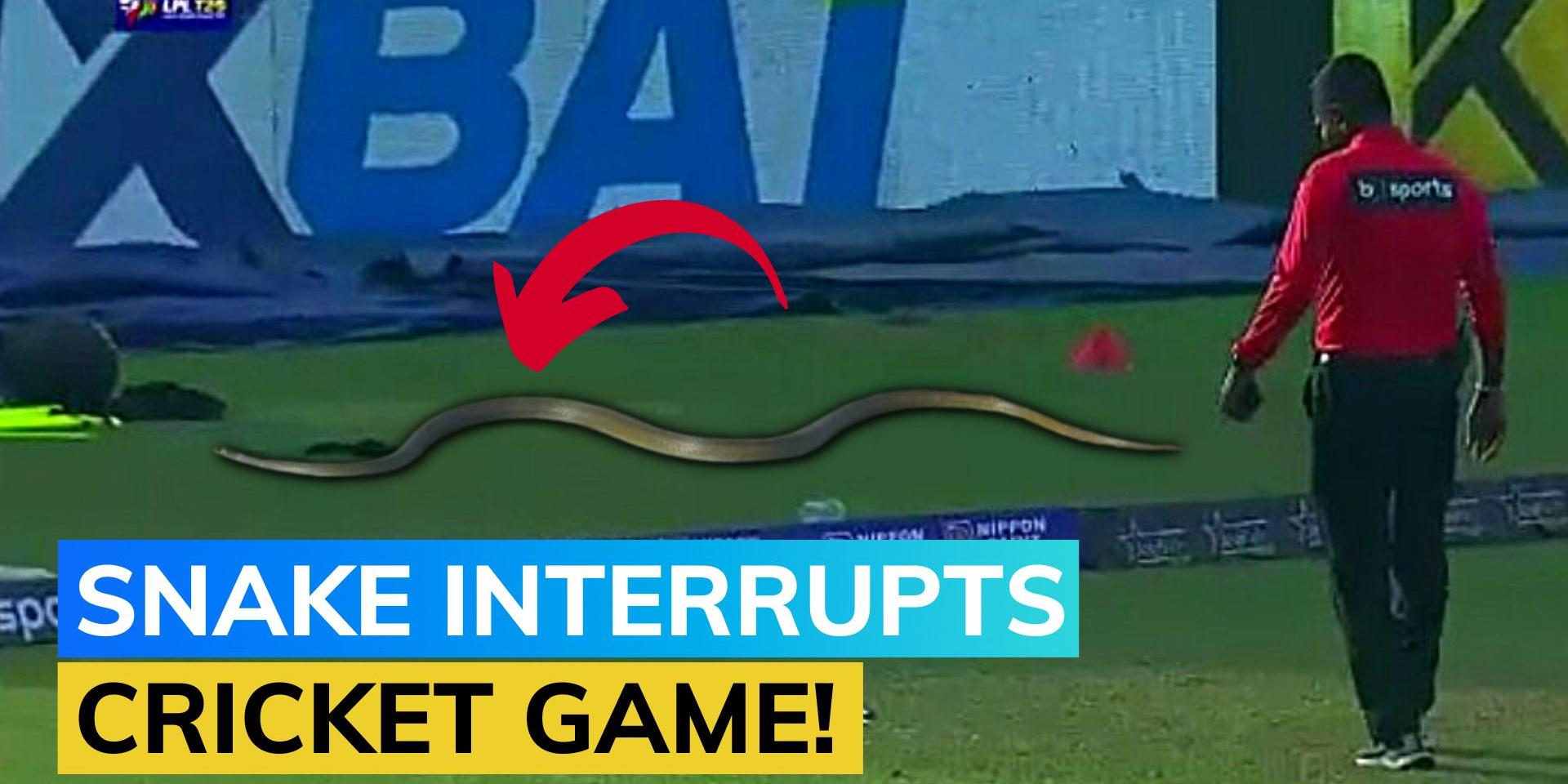 Watch: Snake stops play during Lanka Premier League match, video goes viral | LPL 2023 | Editorji