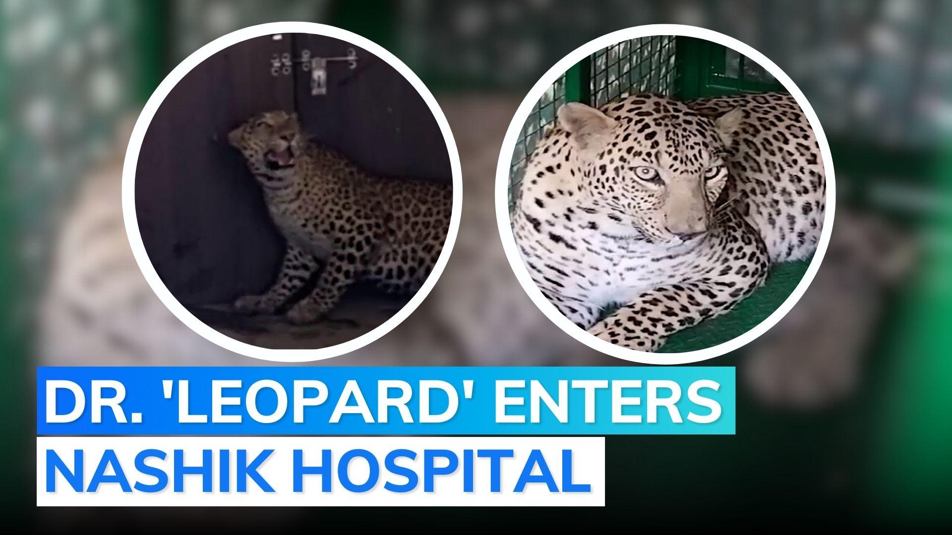 Leopard enters hospital in Nashik, video goes viral | Editorji