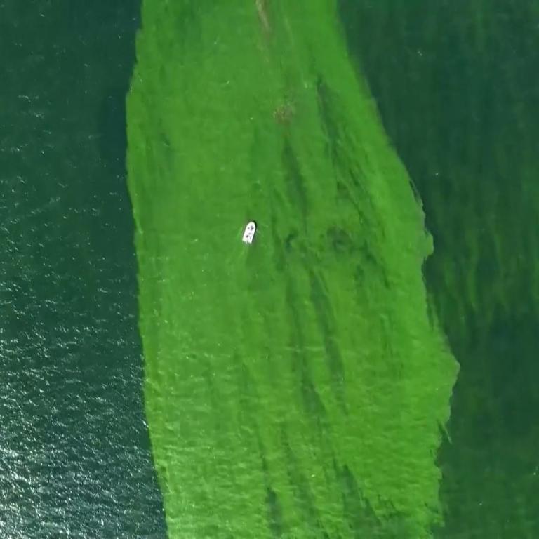 Thailand: Plankton growth proves dangerous for marine life | Editorji