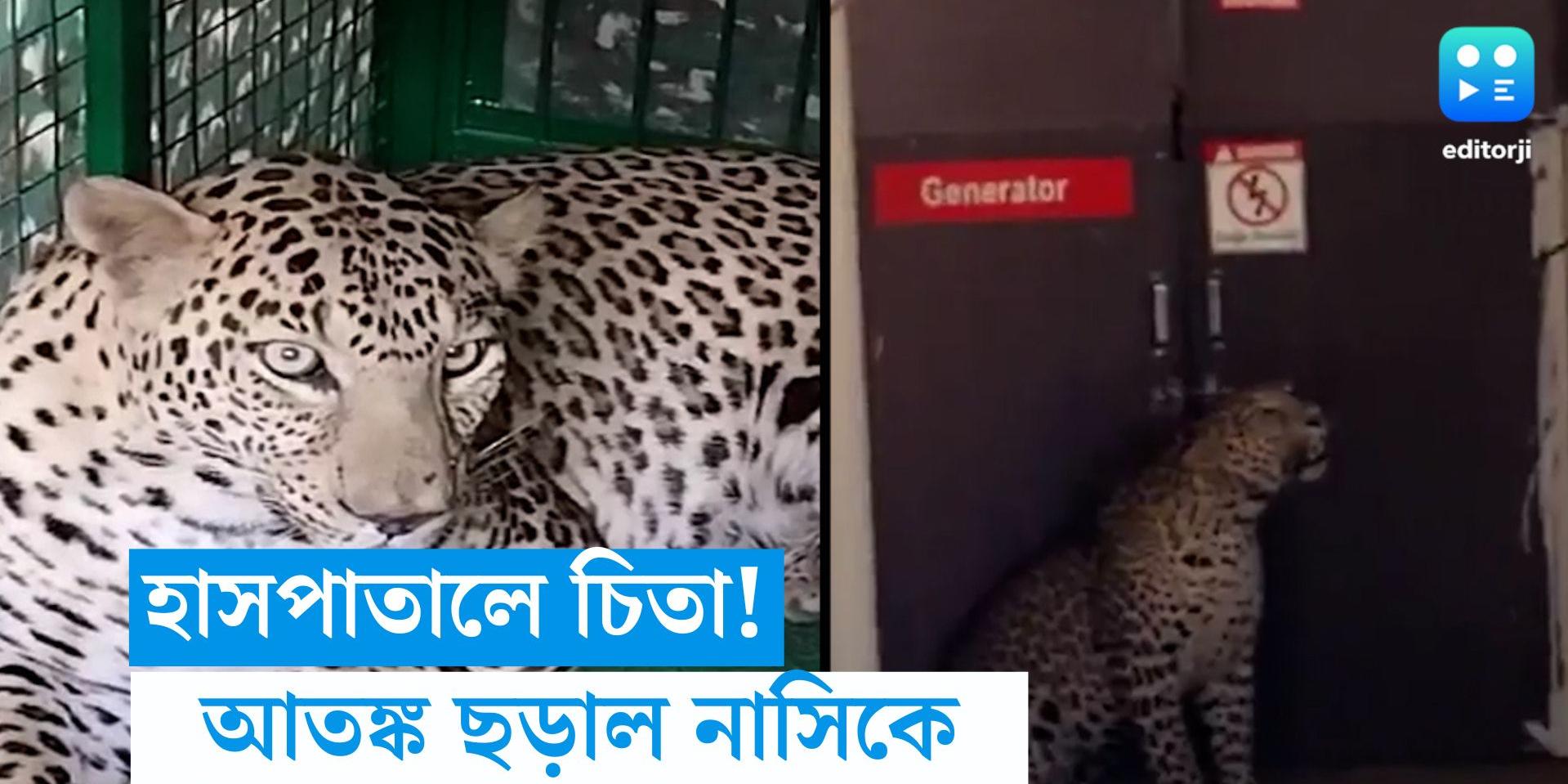 Leopard roaming in hospital in Nashik, video goes viral - Leopard At Nasik Hospital: হাসপাতালে ...