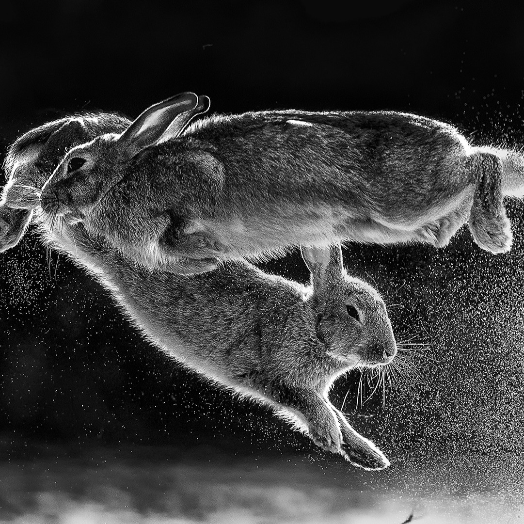 Mesmerising photo of ‘leaping rabbits’ wins top photography award ...