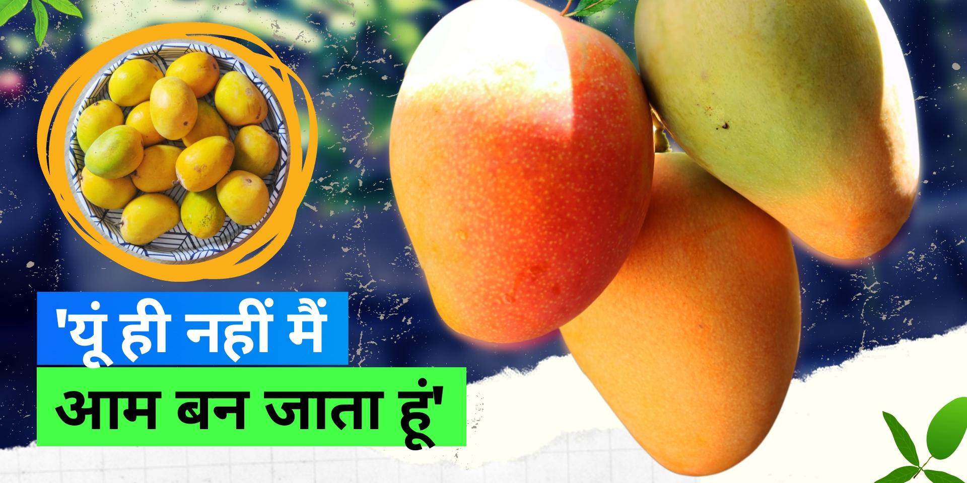 Mango Varieties in India: There are more than 1500 varieties of mangoes ...