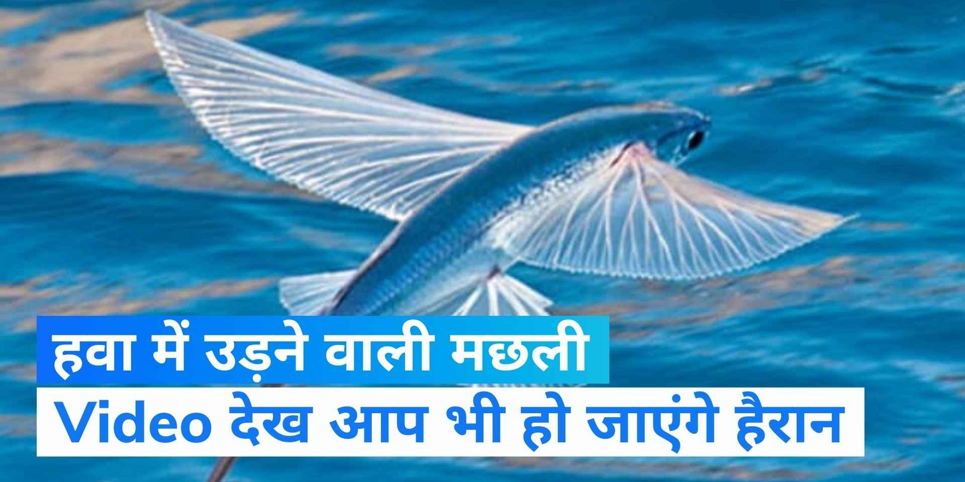 Flying Fish Fly over water like a plane watch Amazing viral video ...