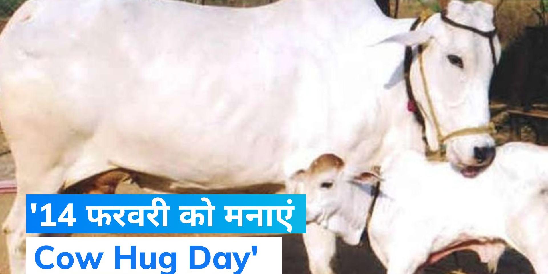 Celebrate February 14 as Cow Hug Day appeals Animal Welfare Board of India - Cow Hug Day or ...