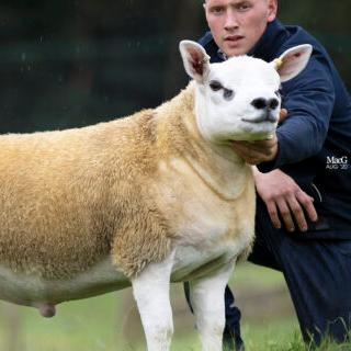‘World’s most expensive sheep‘ sold for 3.6cr at UK auction | Editorji