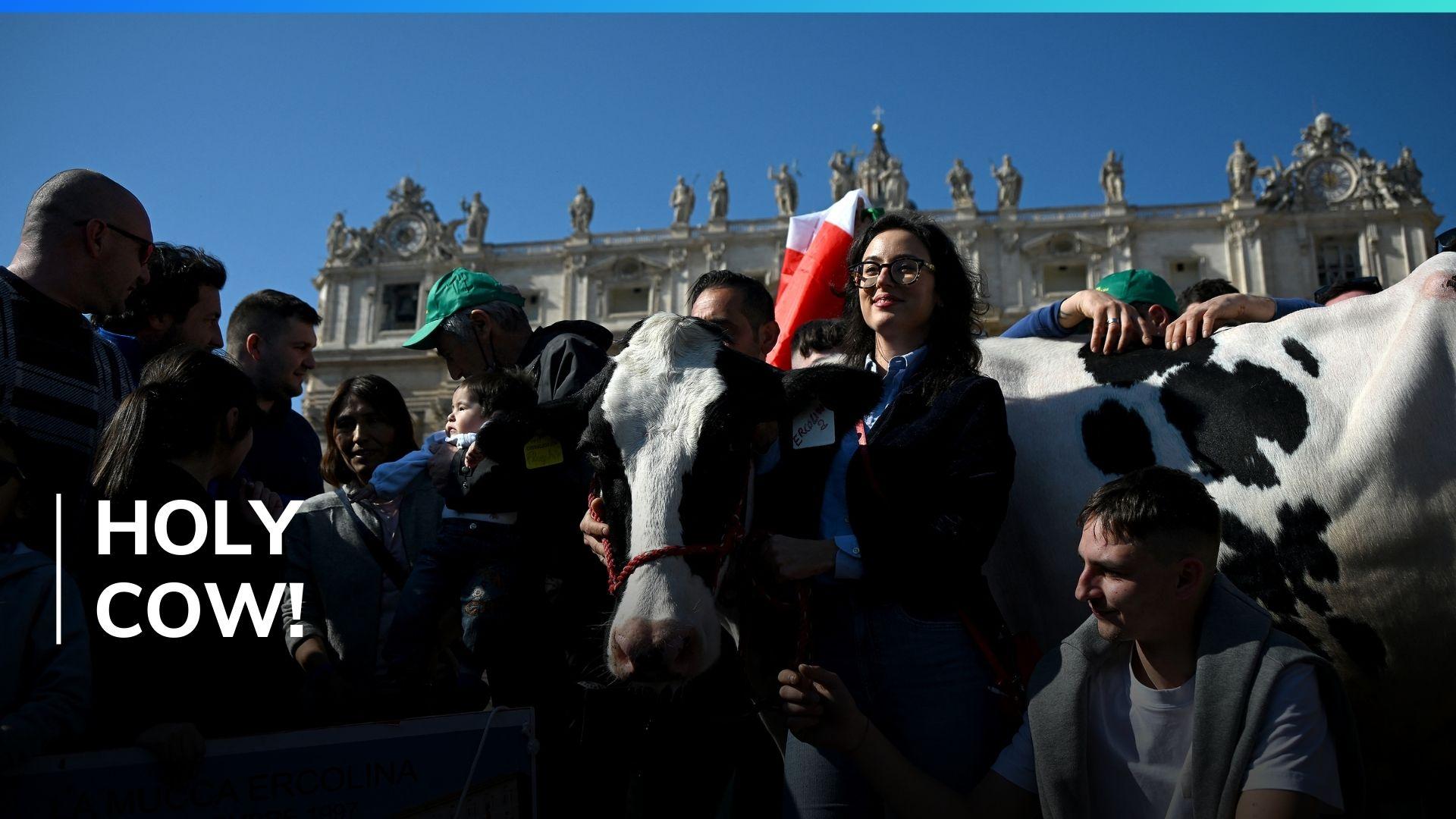 Watch: cow attends Pope‘s prayer as part of European farmers’ protest ...