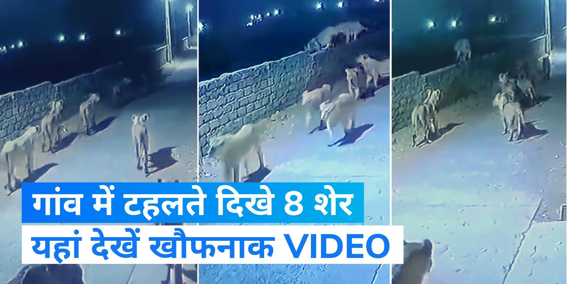 Viral Video: 8 lions were seen roaming in the village, watch the video ...