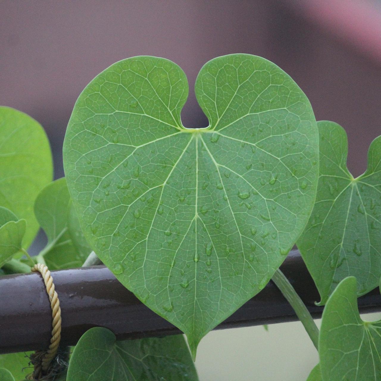 The story of Giloy: the ‘root of immortality’ | Editorji