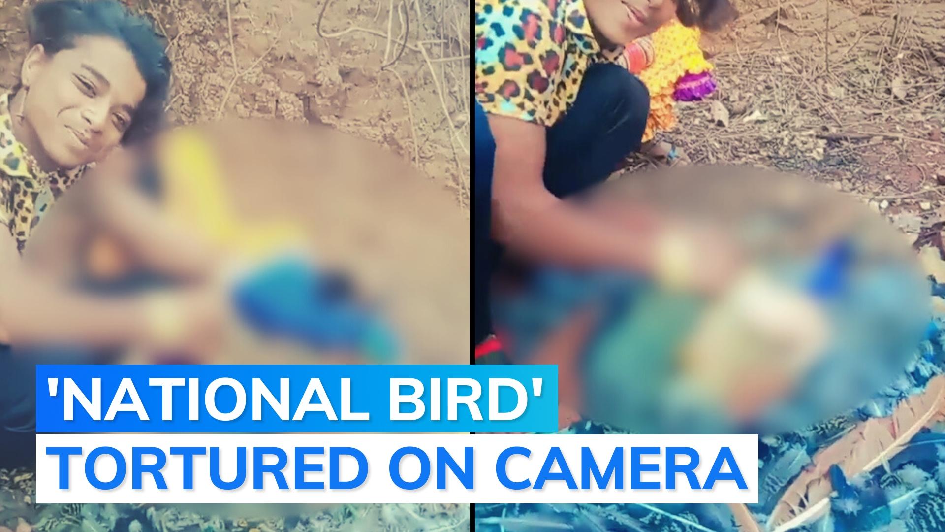 On cam: man ‘tortures’ peacock, pulls out feathers; will arrest, say ...