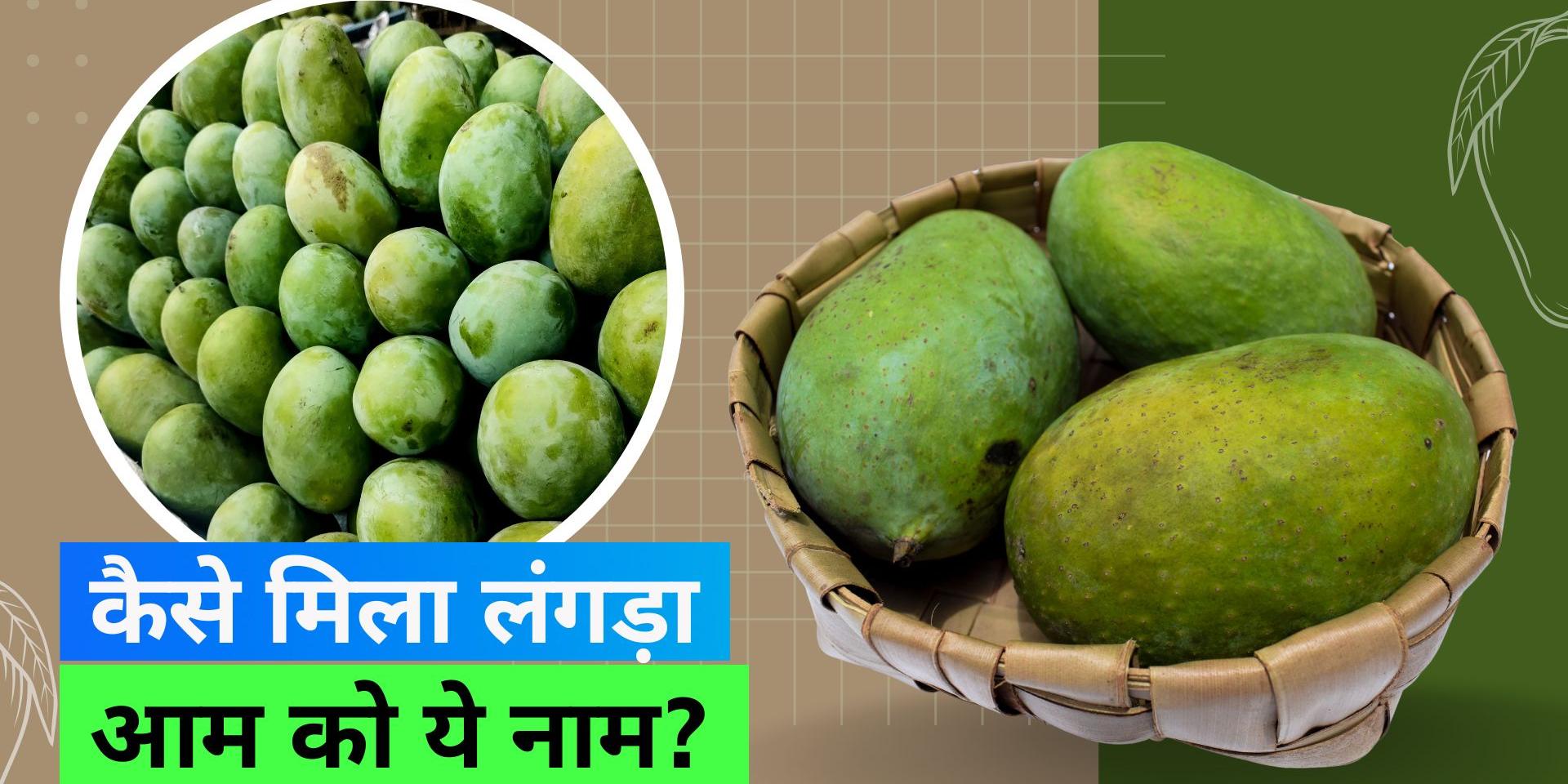 Langra Aam: What is the story behind the Langra Aam, know how it got ...