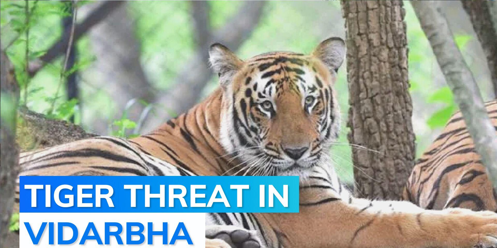 Maharashtra‘s ’conflict tiger‘ which killed 13 people captured | Editorji