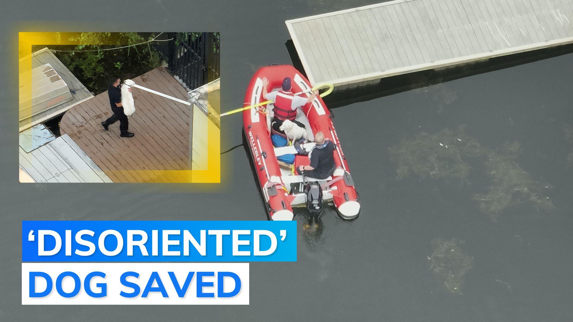 US firefighters rescue ‘disoriented’ dog swimming in Lake Waban | Editorji