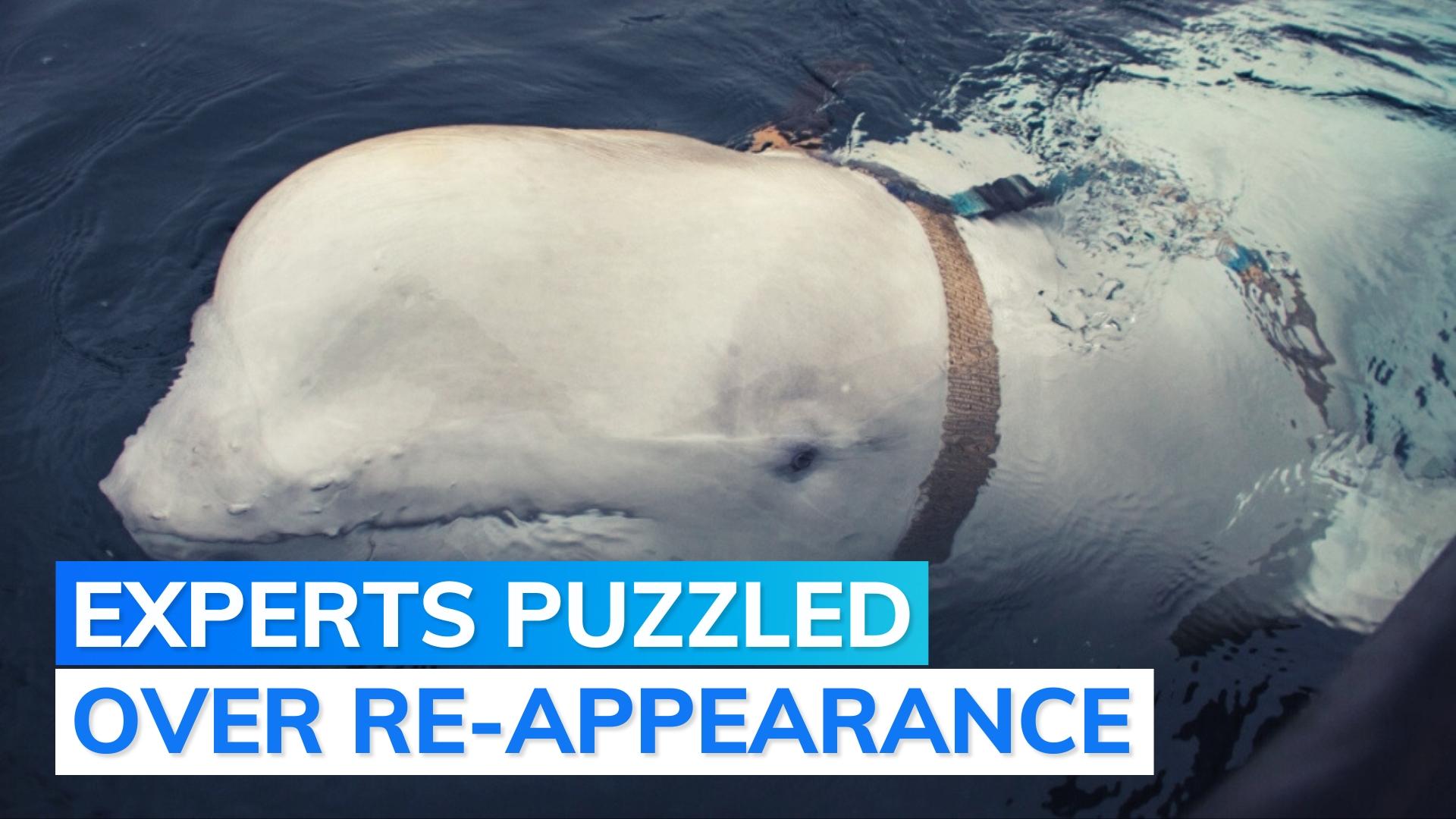 Suspected Russian spy whale ‘Hvaldimir’ reappears off Sweden coast ...