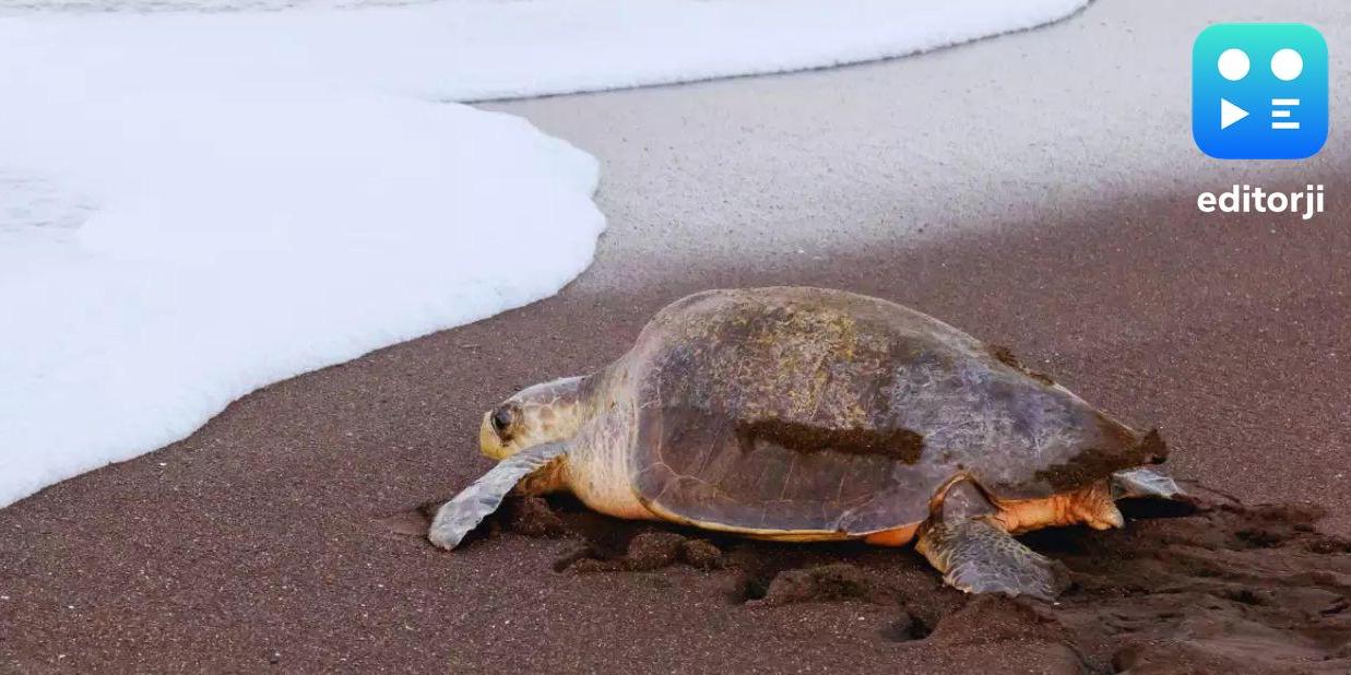 Olive Ridley Turtle‘s Record Migration | Editorji