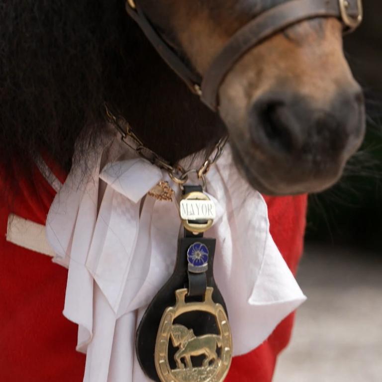 British 4-legged mayor brings people together | Editorji