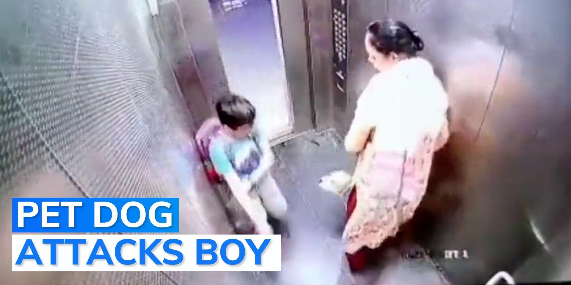 Viral Video: Pet dog bites boy inside housing society lift in Ghaziabad ...