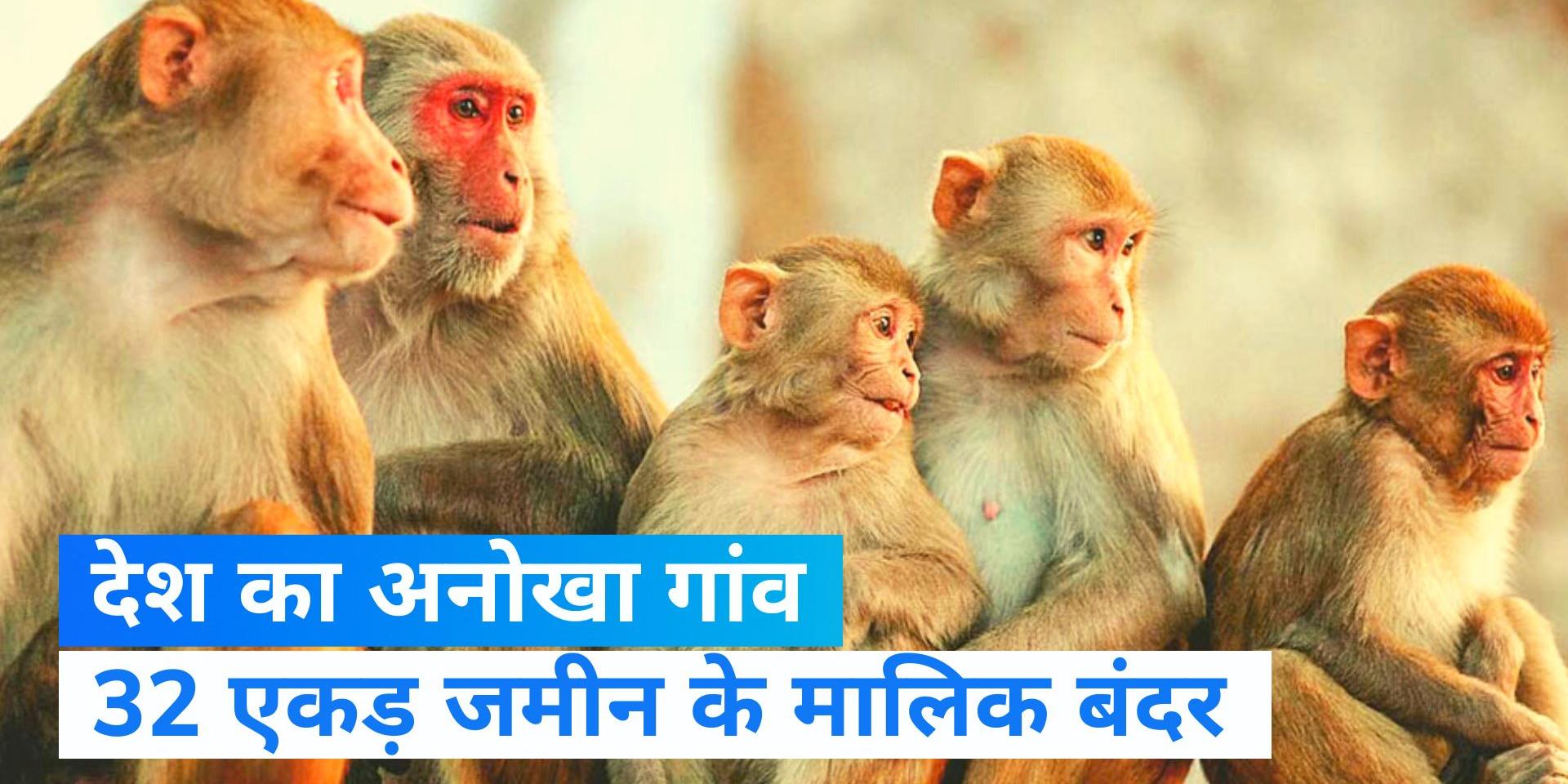 Maharashtra: Monkeys own 32 acres of land, this is a unique village ...