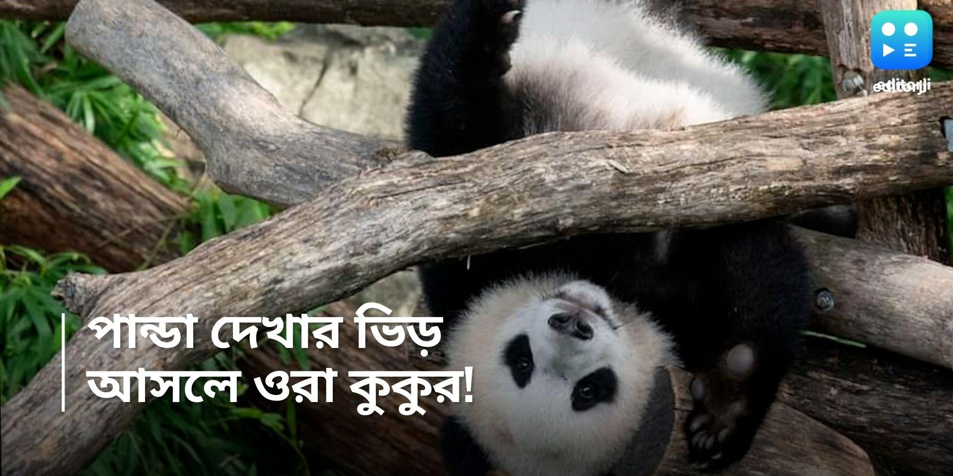 in this country, a zoo has painted chow chow dog and gave a look of ...