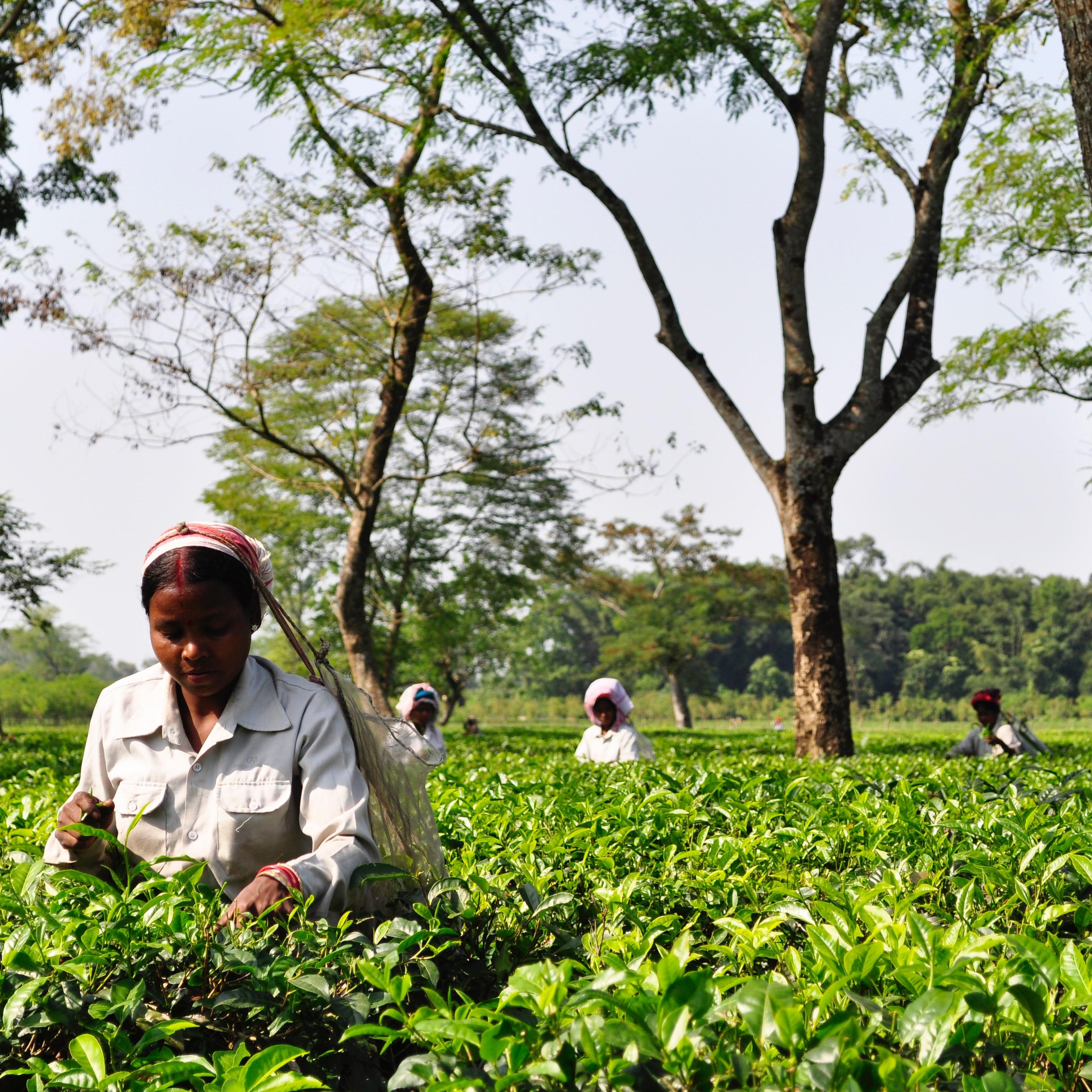 Carbon neutral tea farming in Assam | Editorji