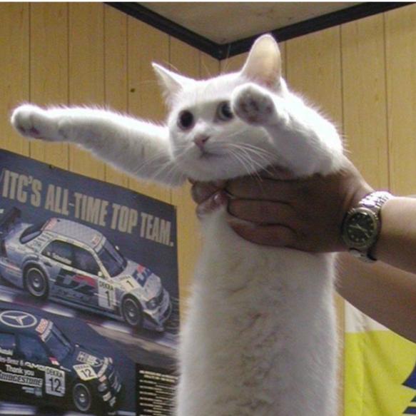 Meme legend, Internet icon Nobiko ‘Longcat’ dies aged 18 | Editorji