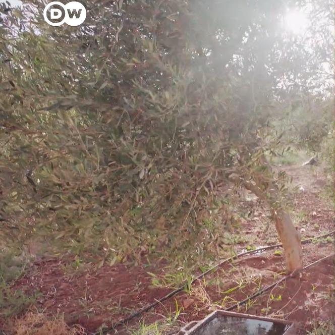 Moroccan farmers turn to drip irrigation during drought | Editorji