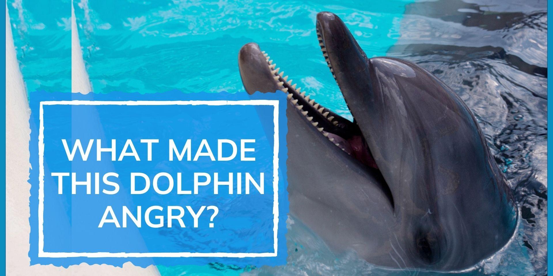 Watch: Dolphin attacks trainer at Miami Seaquarium during show; PETA ...
