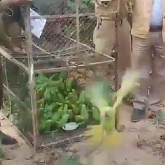 ‘What freedom looks like’: video of birds being freed from cage goes ...