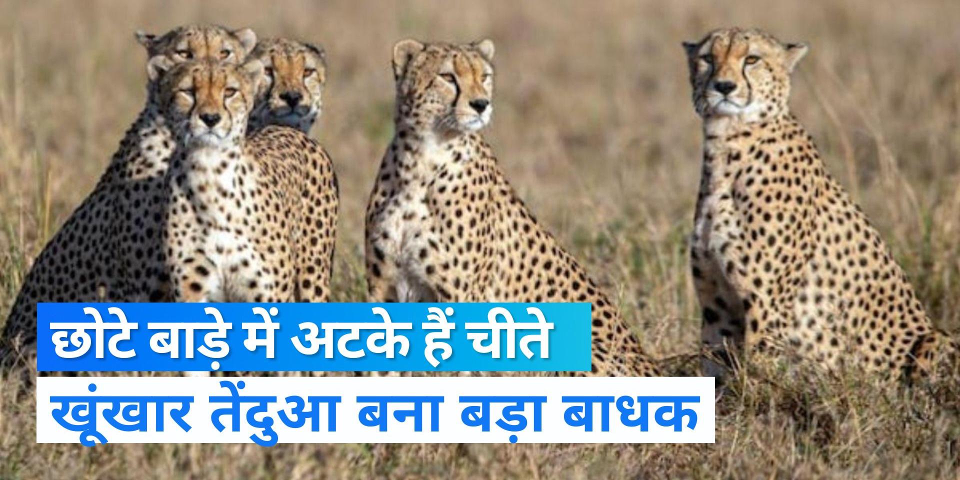 Kuno National Park: Cheetahs are stuck in a small enclosure for 49 days, the dreaded leopard ...
