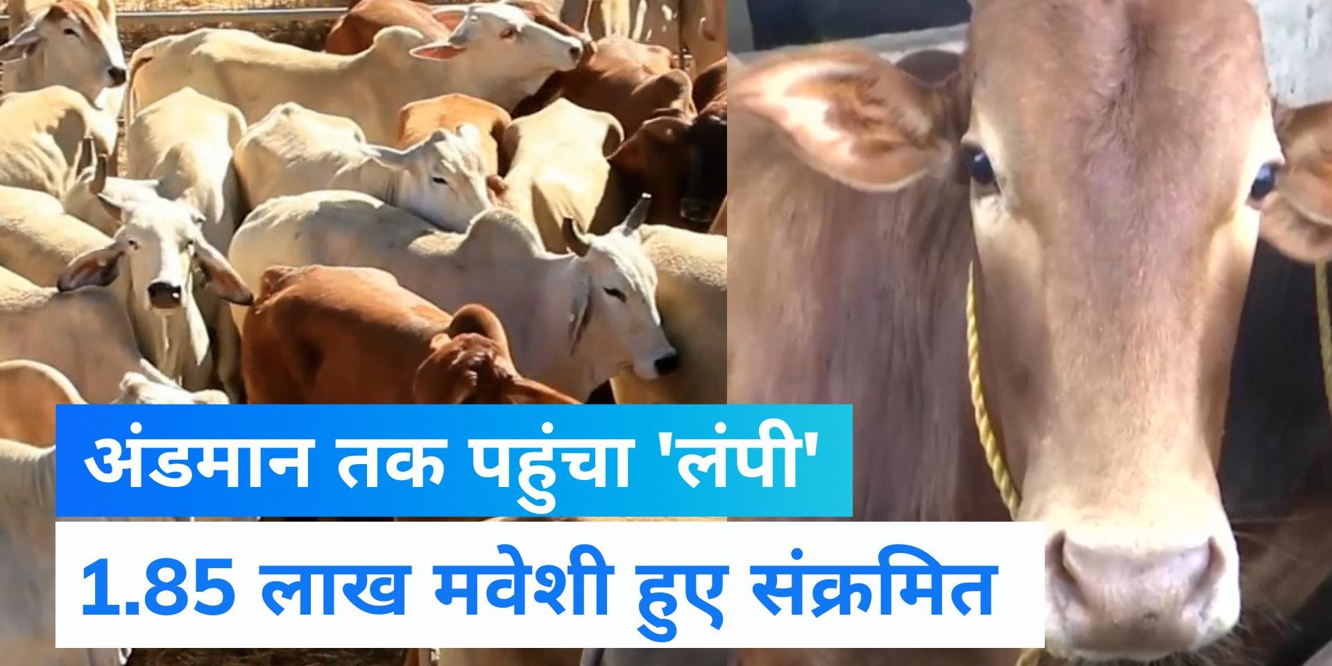 Lumpy skin disease in India : Lumpy spreads in cattle over 8 states and ...