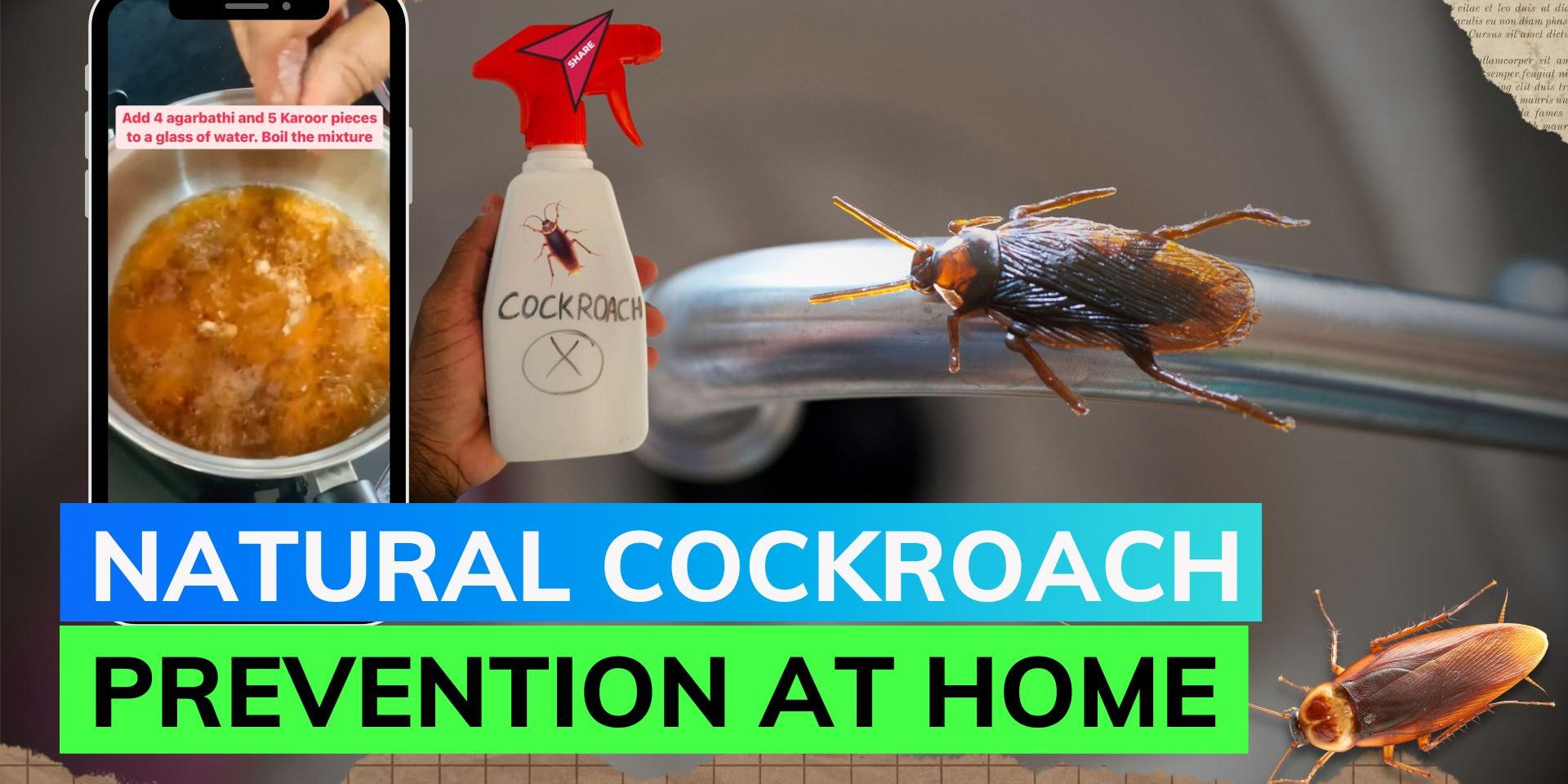 Banish cockroaches with this easy DIY home made spray, here‘s how to ...