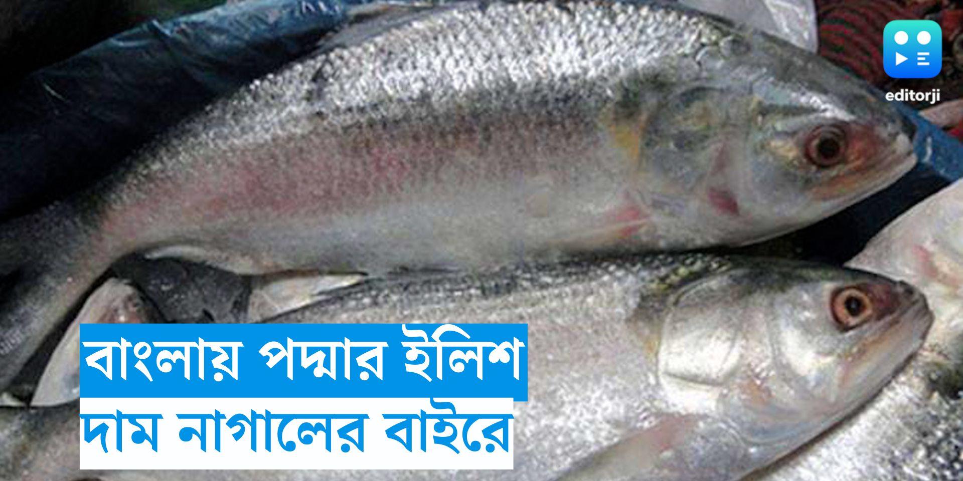 Padma Hilsha Fish will available in Kolkata markets from Friday - Hilsha Fish : পদ্মার ইলিশ ...
