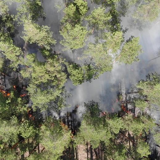 Explained: why the Amazon rainforest is emitting more carbon dioxide ...