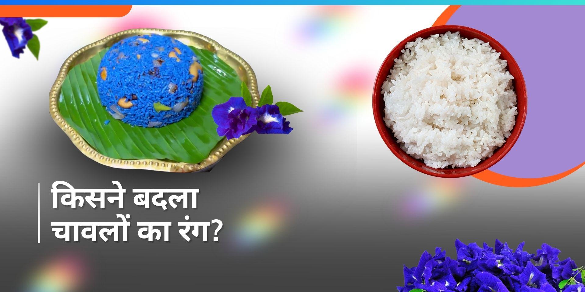 Blue Rice: blue colored rice went viral on social media, see its recipe ...