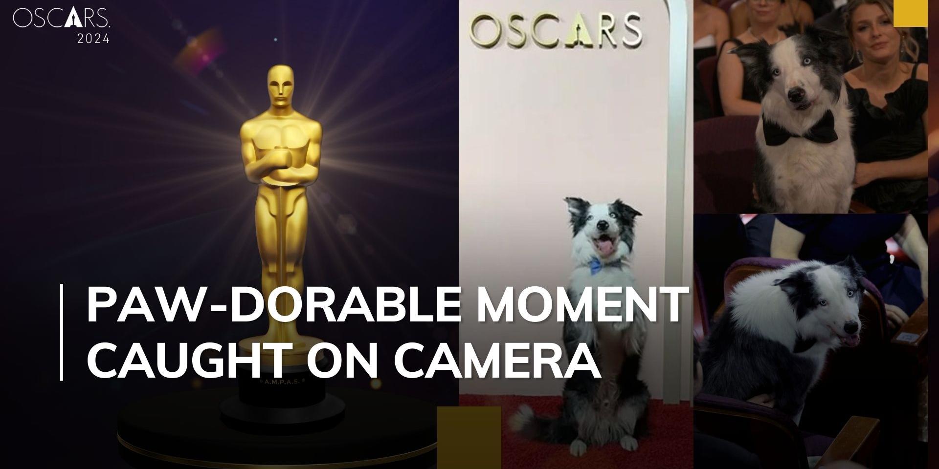 Oscars 2024: Messi, the dog from ‘Anatomy Of A Fall’, attends event in ...