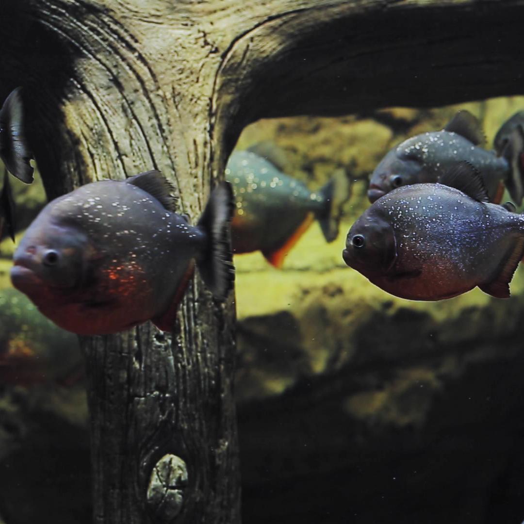 Global population of migratory fish plunges by 76% | Editorji