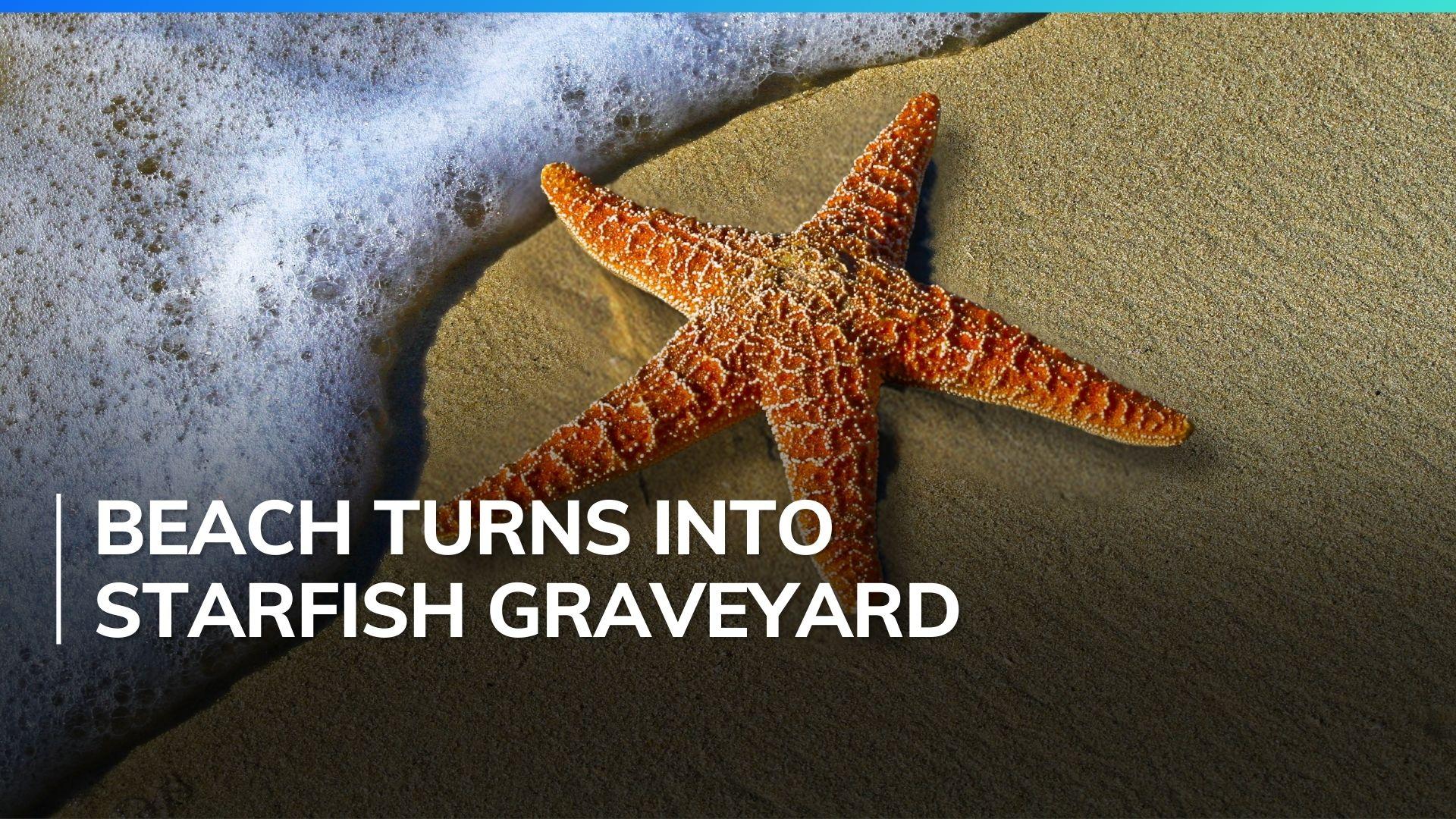 Thousands of dead starfish wash up on British beach, authorities on ...