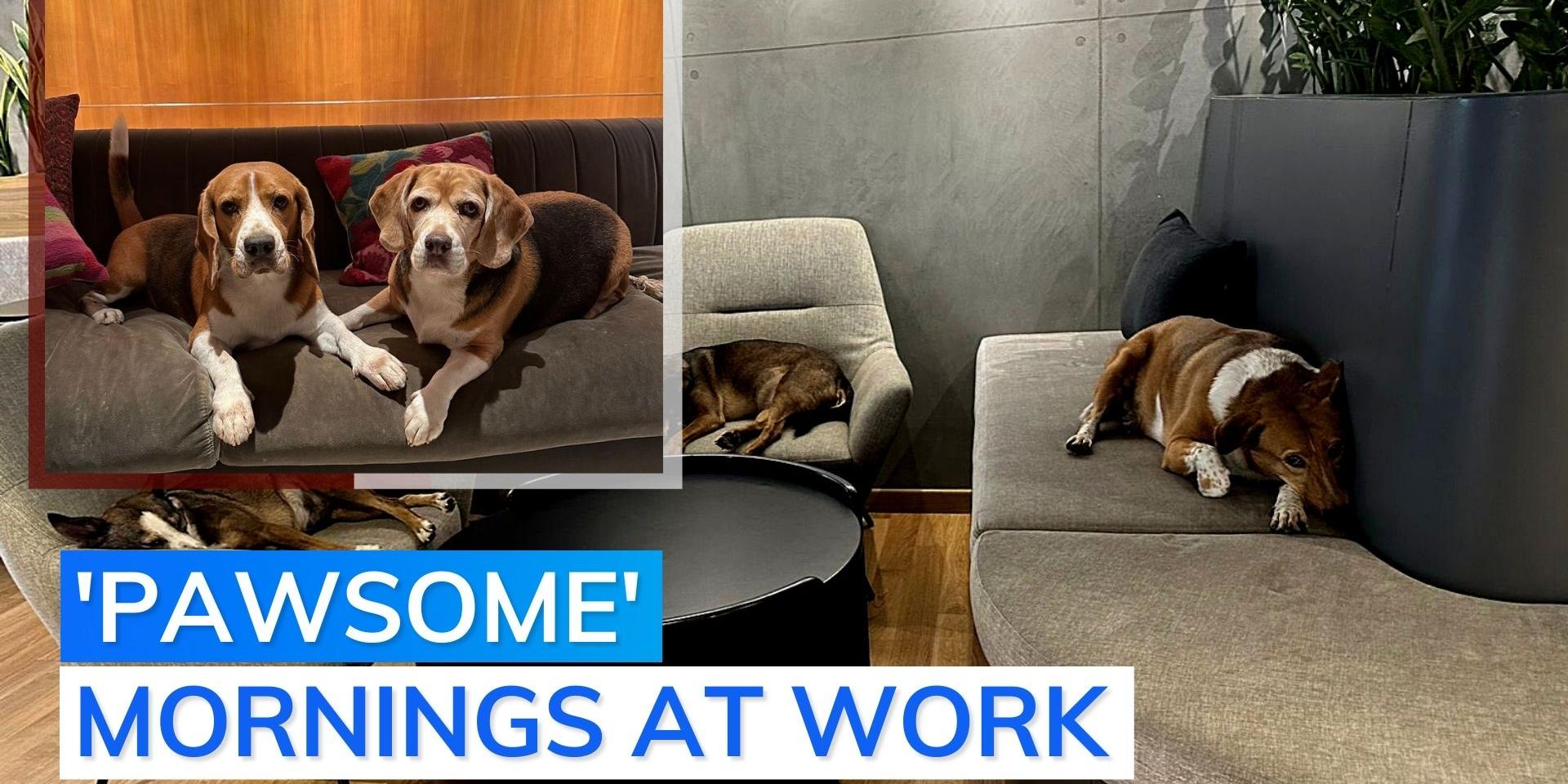 Trending: Ola CEO Bhavish Aggarwal shares cute ‘pawsome’ pictures ...