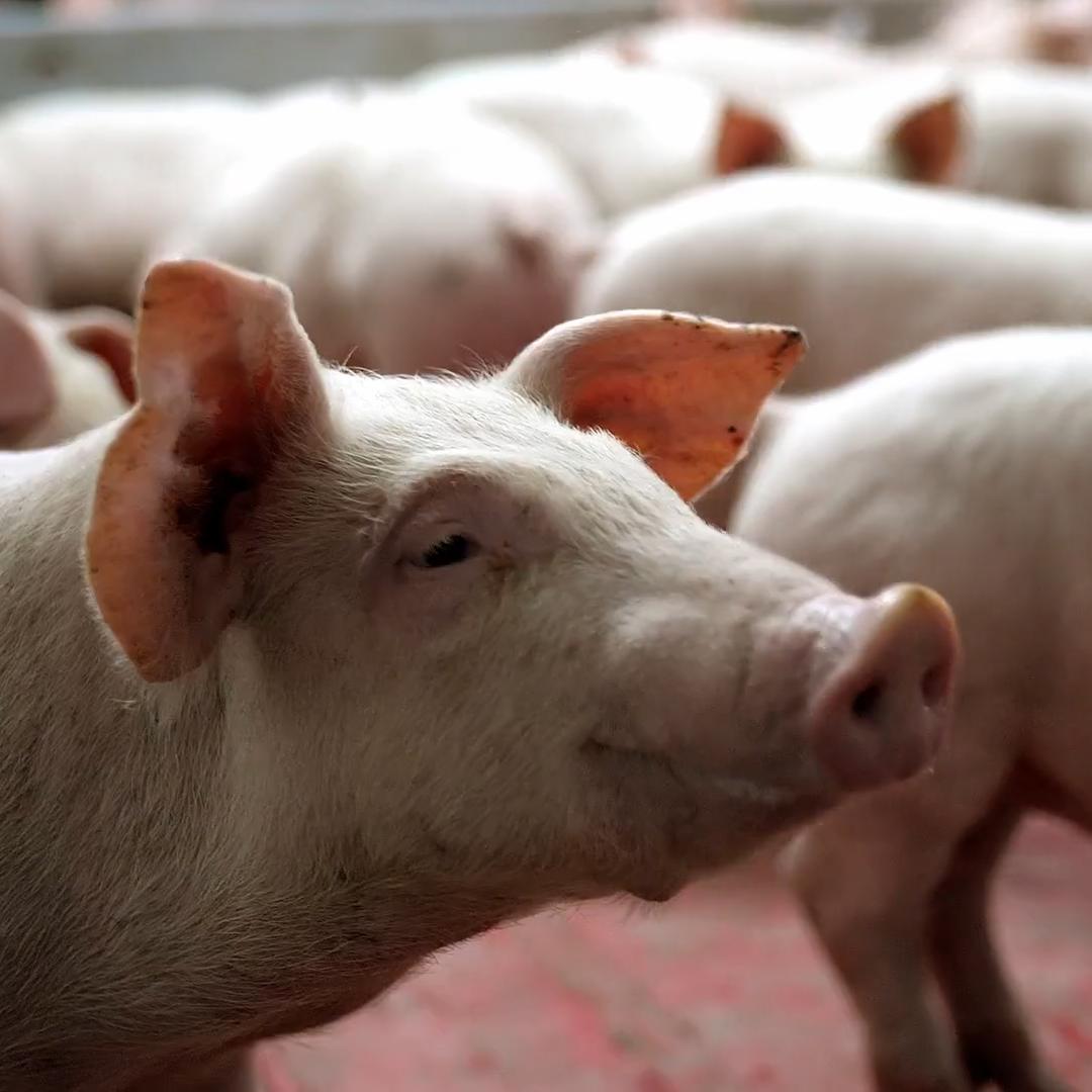 Why is Assam govt culling thousands of pigs? | Editorji