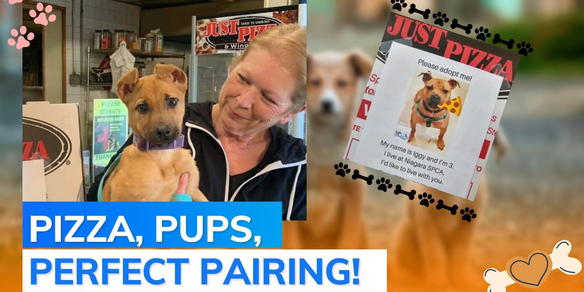 From pizza to paws: how a unique campaign by a US restaurant became ...