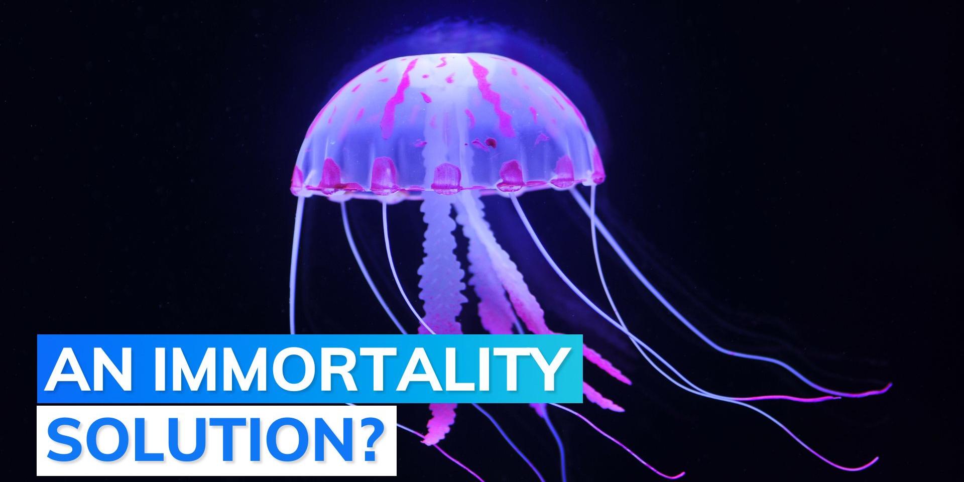 A Jellyfish for immortality is all we need. Do we? | Editorji